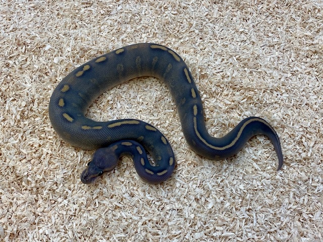 Hypo Super Chocolate Enchi Ball Python by Fireball Reptiles - MorphMarket