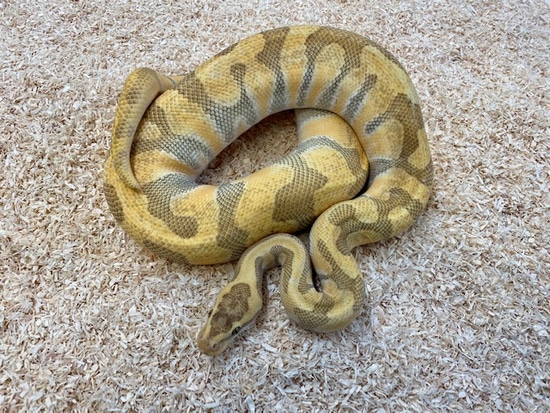 Hypo Butter Super Enchi Ball Python by Fireball Reptiles