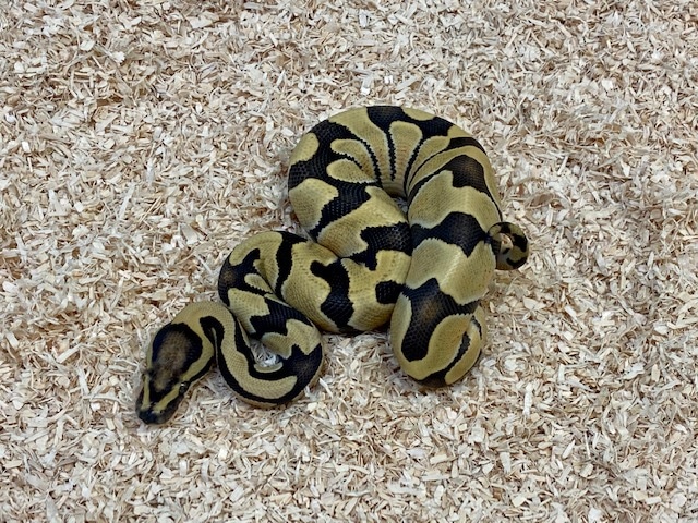 Enchi Desert Ghost Ball Python by Fireball Reptiles - MorphMarket
