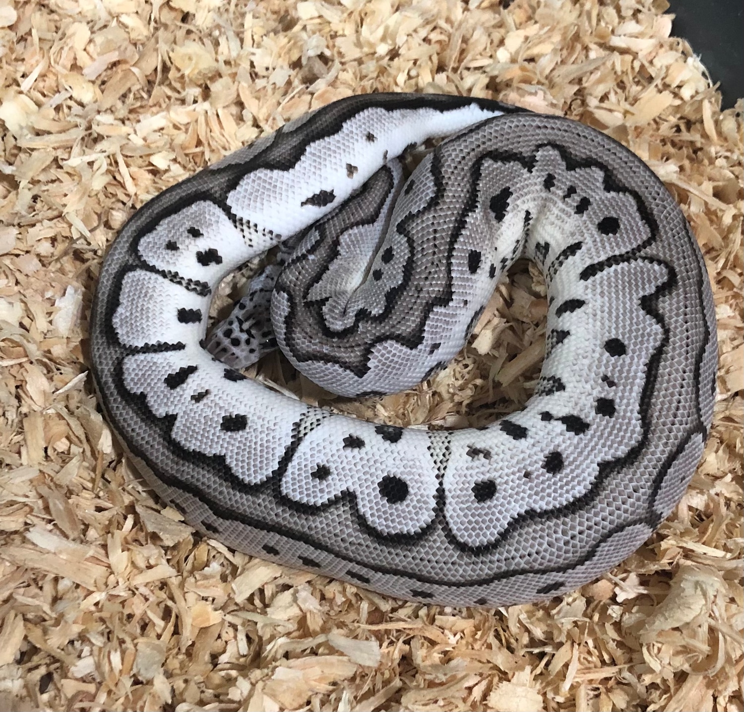 Pastel VPI Axanthic Clown Ball Python by Fireball Reptiles - MorphMarket