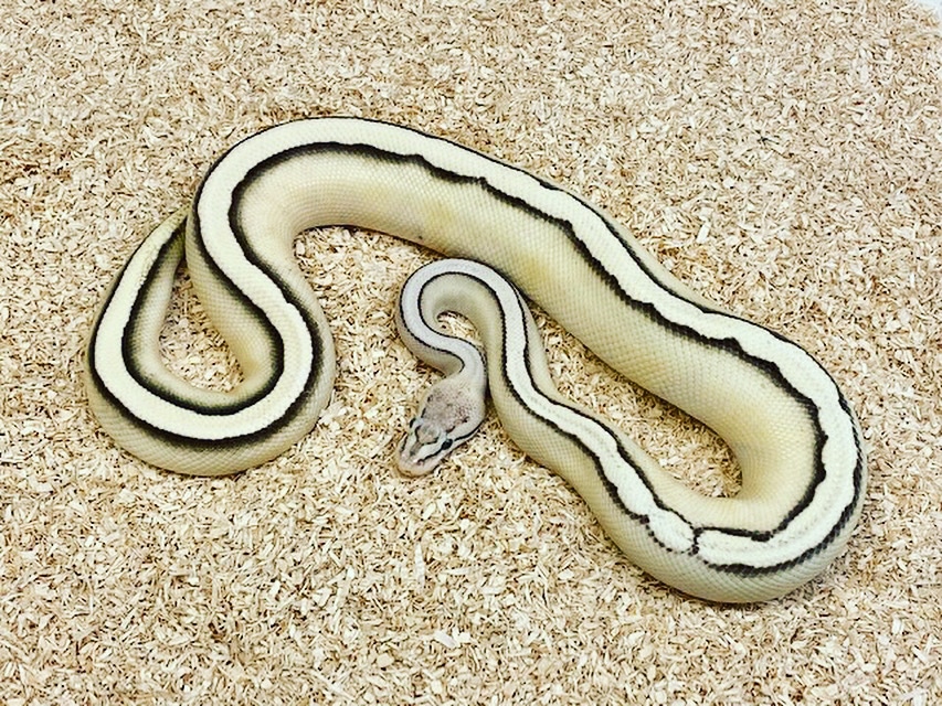 Pastel Desert Ghost Genetic Stripe Ball Python by Fireball Reptiles ...