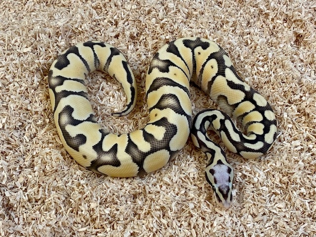 Super Pastel Enchi Desert Ghost 66% Clown Ball Python by Fireball ...