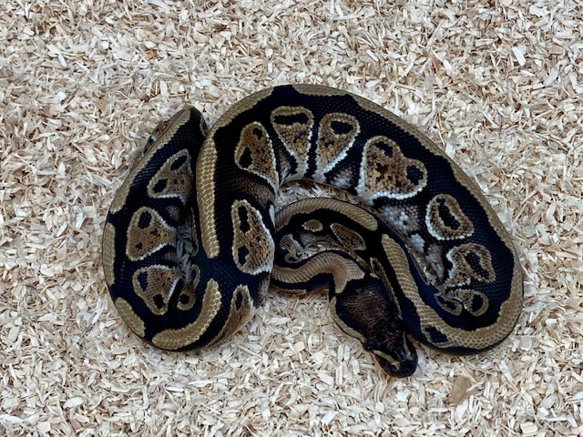 Specter 100% Double Het Cryptic Desert Ghost Ball Python by Fireball ...