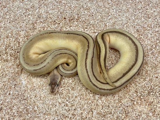 Pastel Butter Genetic Stripe 100% Het Hypo Ball Python by Fireball Reptiles