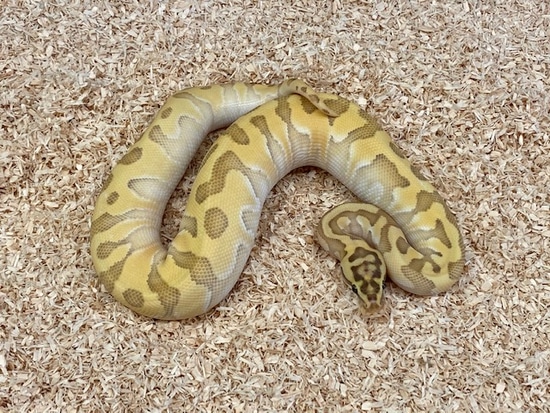Hypo Pastel Butter Super Enchi Ball Python by Fireball Reptiles