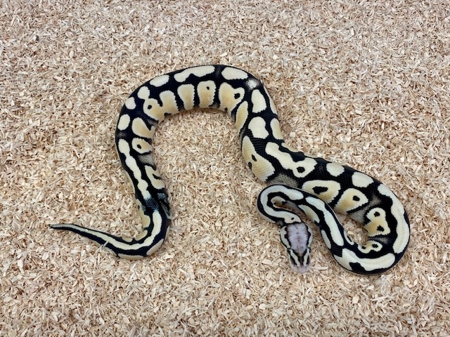 Pastel Desert Ghost Paradox 100% Double Het Cryptic Genetic Stripe Ball ...