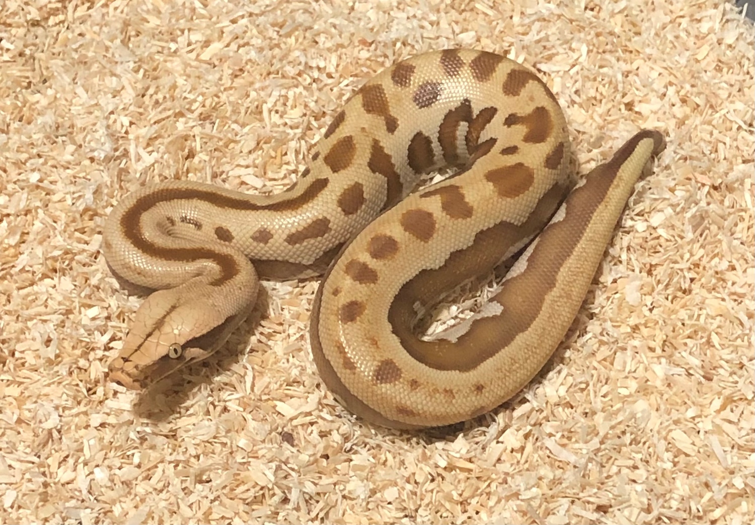 T+ Goldeneye Blood Python by Fireball Reptiles - MorphMarket