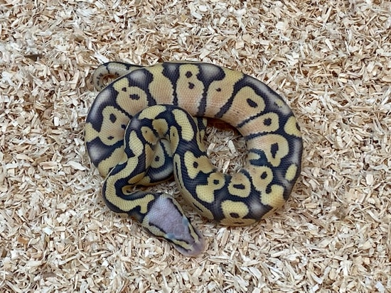 Hypo Pastel Vanilla Desert Ghost Ball Python by Fireball Reptiles