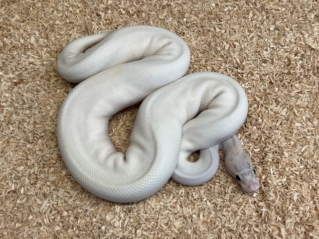 Pastel Ivory Pied Ball Python by Fireball Reptiles - MorphMarket