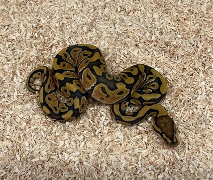 Hypo Super Chocolate Butter Ball Python by Fireball Reptiles - MorphMarket