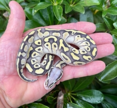 Pastel Butter Desert Ghost 100% Het Clown Ball Python by Fireball ...