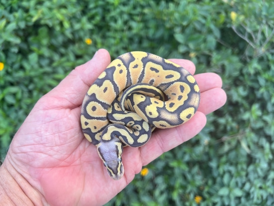 Hypo Pastel Desert Ghost Ball Python by Fireball Reptiles