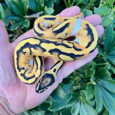 Desert Ghost Pied Ball Python by Fireball Reptiles - MorphMarket