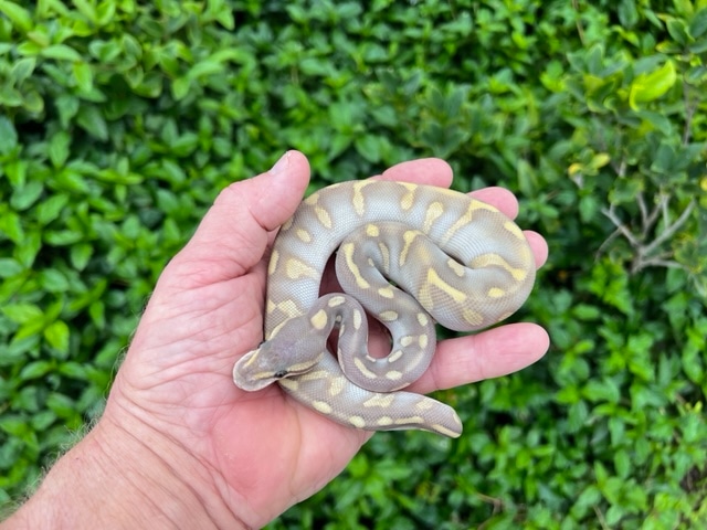 Hypo Super Chocolate Butter Ball Python by Fireball Reptiles - MorphMarket