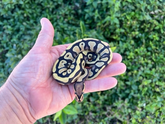 Specter Desert Ghost 100% Het Cryptic Ball Python by Fireball Reptiles