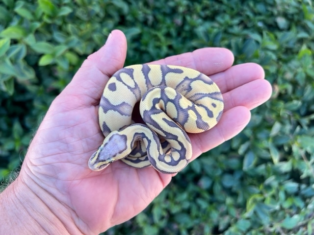 Hypo Pastel Enchi Vanilla Desert Ghost Ball Python by Fireball Reptiles ...