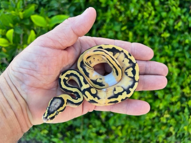 Pastel Desert Ghost Pied Ball Python by Fireball Reptiles - MorphMarket