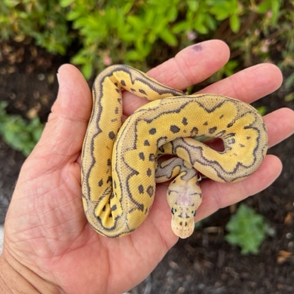 Lemonblast Desert Ghost Pied Ball Python by Fireball Reptiles - MorphMarket