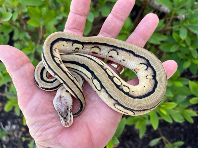 Super Pastel Cryptic Genetic Stripe 100% Het Desert Ghost Ball Python ...