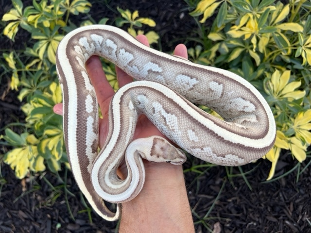 Super Specter Desert Ghost Ball Python by Fireball Reptiles - MorphMarket