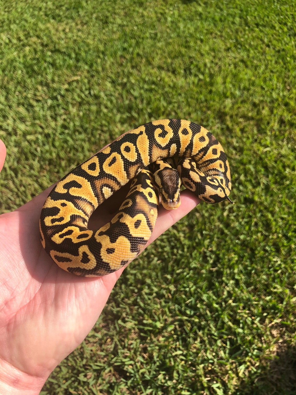 Pastel Yellowbelly 100% Triple Het Hypo Clown Genetic Stripe 50% Het ...