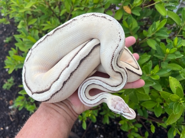 Pastel Desert Ghost Genetic Stripe Ball Python by Fireball Reptiles ...