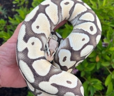 Super Pastel Cryptic Genetic Stripe 100% Het Desert Ghost Ball Python ...