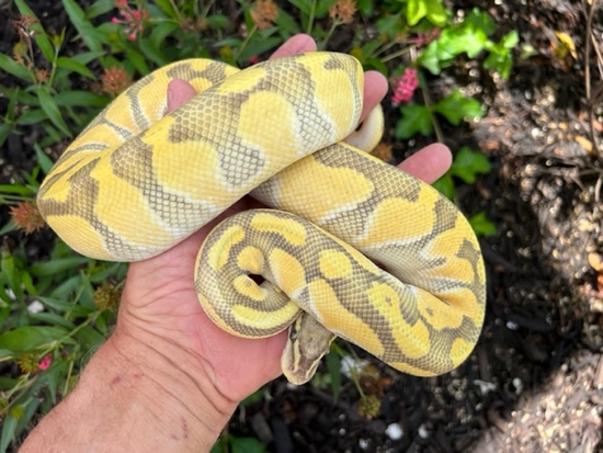 Hypo Pastel Butter Enchi Ball Python by Fireball Reptiles
