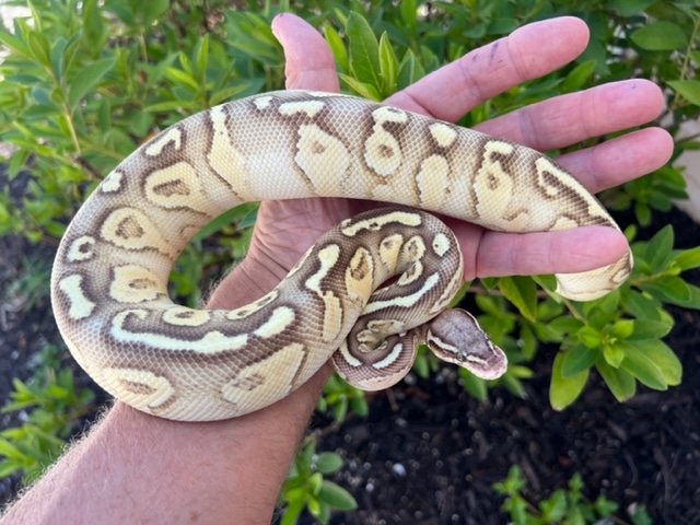 Pastel Butter Hurricane Ball Python by Fireball Reptiles - MorphMarket