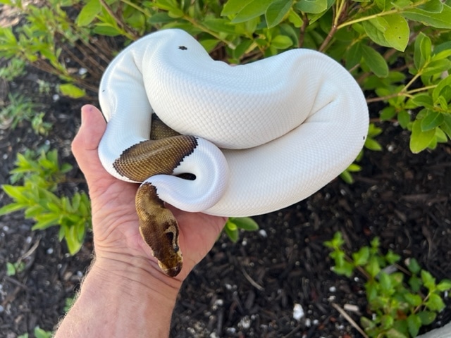 Black Pewter Pied Ball Python by Fireball Reptiles - MorphMarket