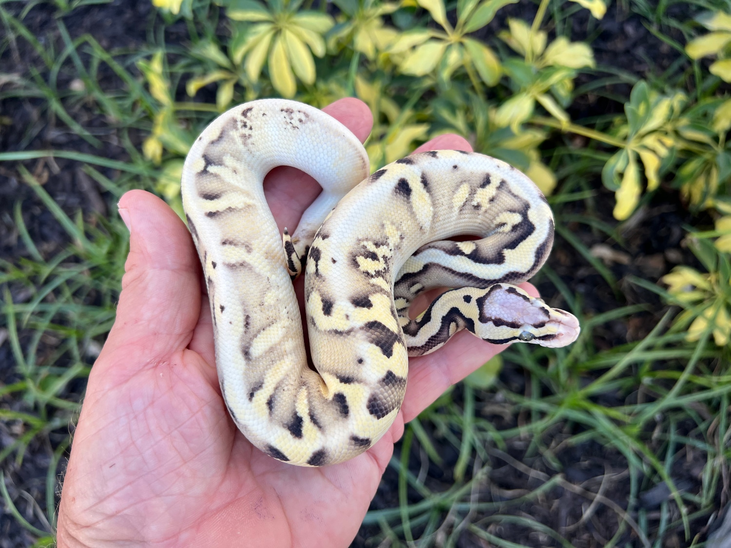 Pastel Enchi Calico Desert Ghost Ball Python by Fireball Reptiles ...