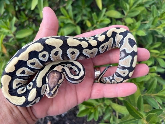 Cryptic Specter Desert Ghost Ball Python by Fireball Reptiles