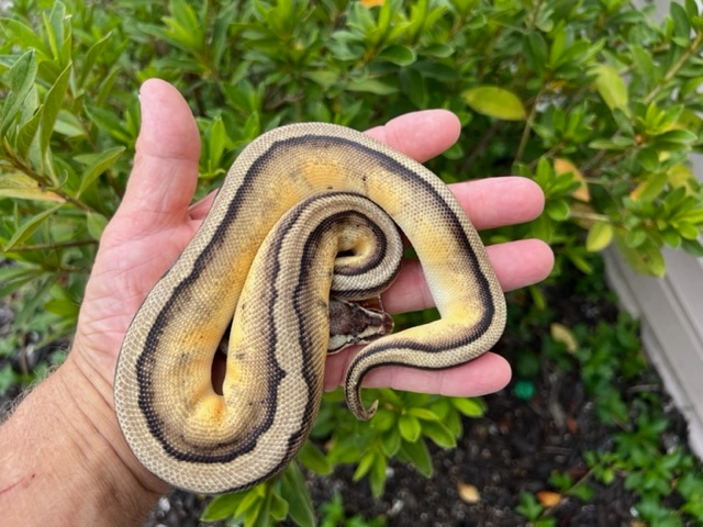 Pastel Genetic Stripe 100% Double Het Cryptic Desert Ghost Ball Python ...