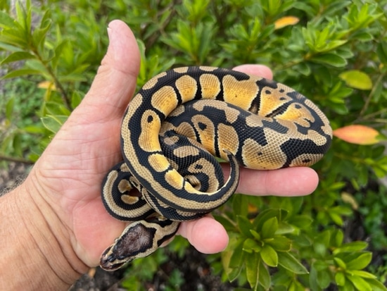 Pastel 100% Triple Het Cryptic Desert Ghost Genetic Stripe Ball Python ...