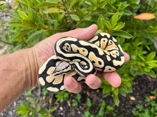 Pastel Desert Ghost 100% Double Het Cryptic Genetic Stripe Ball Python ...