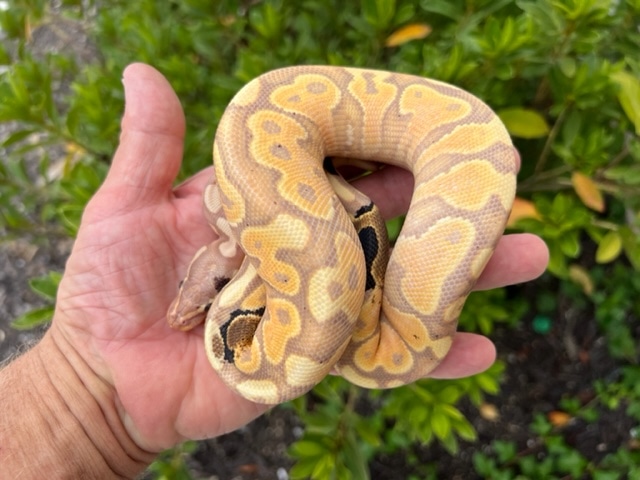 Banana Paradox Ball Python by Fireball Reptiles - MorphMarket