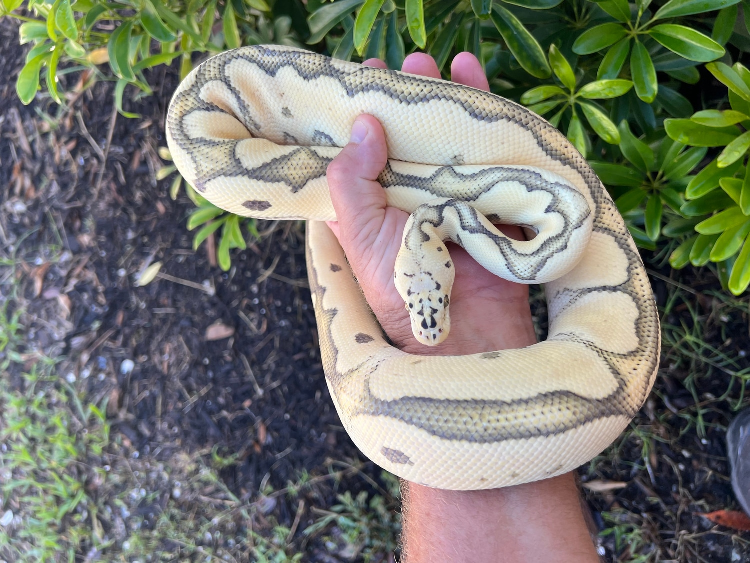 Pastel Desert Ghost Clown Ball Python by Fireball Reptiles - MorphMarket