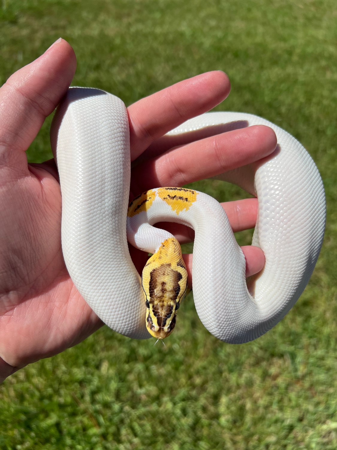 Firefly Pied Possible Orange Dream 66% Het VPI Axanthic Ball Python by ...