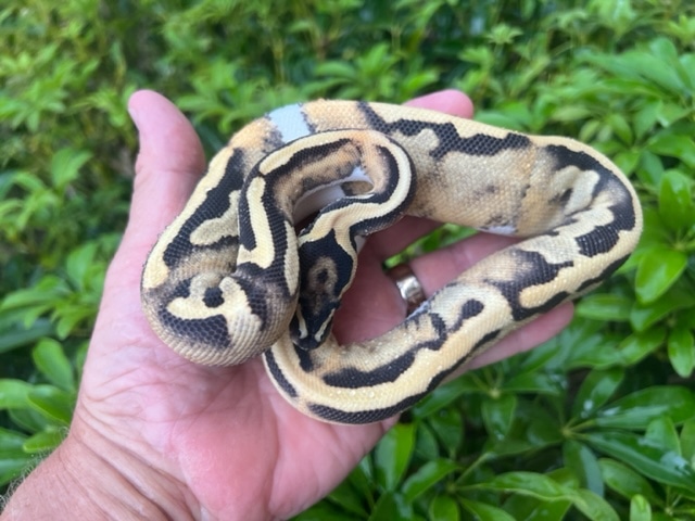 Desert Ghost Pied Ball Python by Fireball Reptiles - MorphMarket