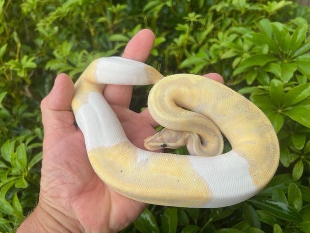 Banana Desert Ghost Pied Ball Python by Fireball Reptiles - MorphMarket