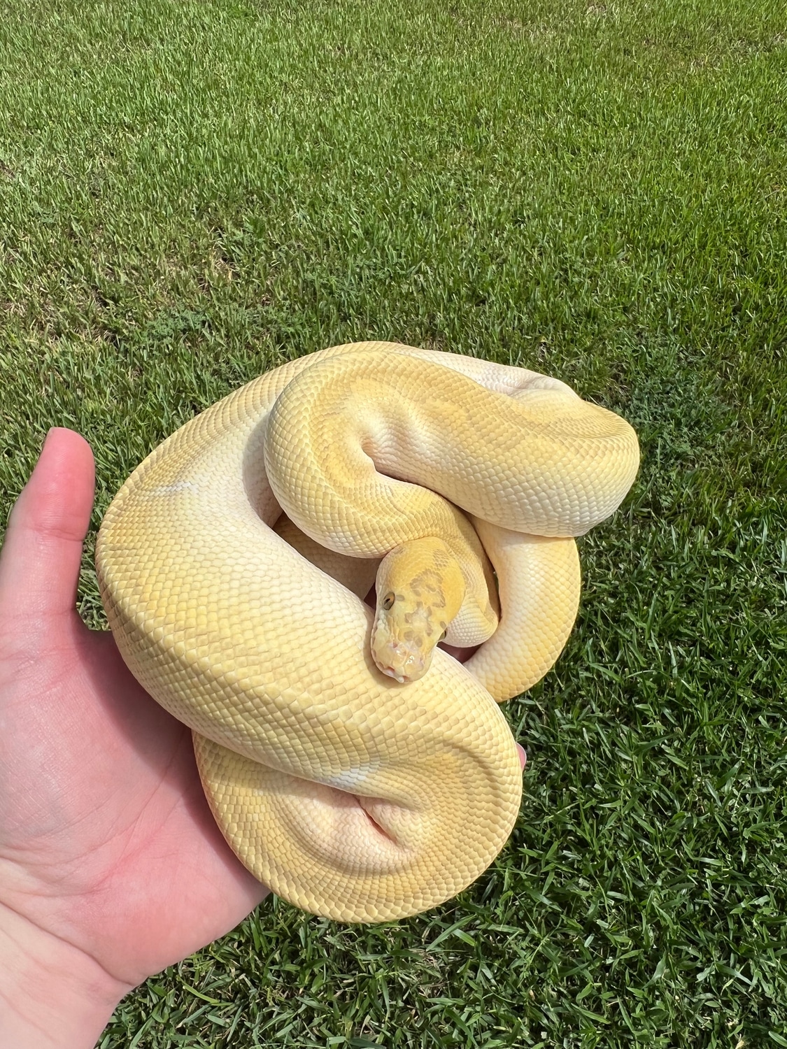 Hypo Pastel Butter Enchi Clown Ball Python by Fireball Reptiles ...