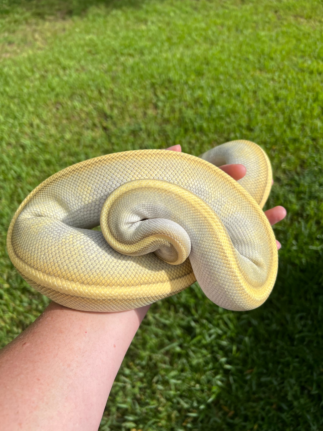 Hypo Butter Genetic Stripe Ball Python by Fireball Reptiles - MorphMarket