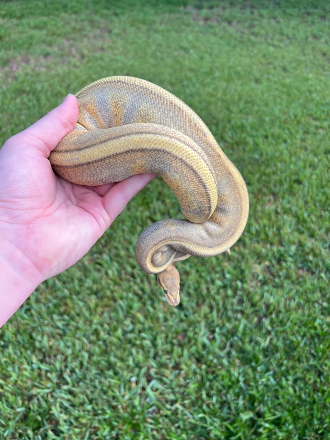Hypo Enchi Genetic Stripe Ball Python by Fireball Reptiles - MorphMarket