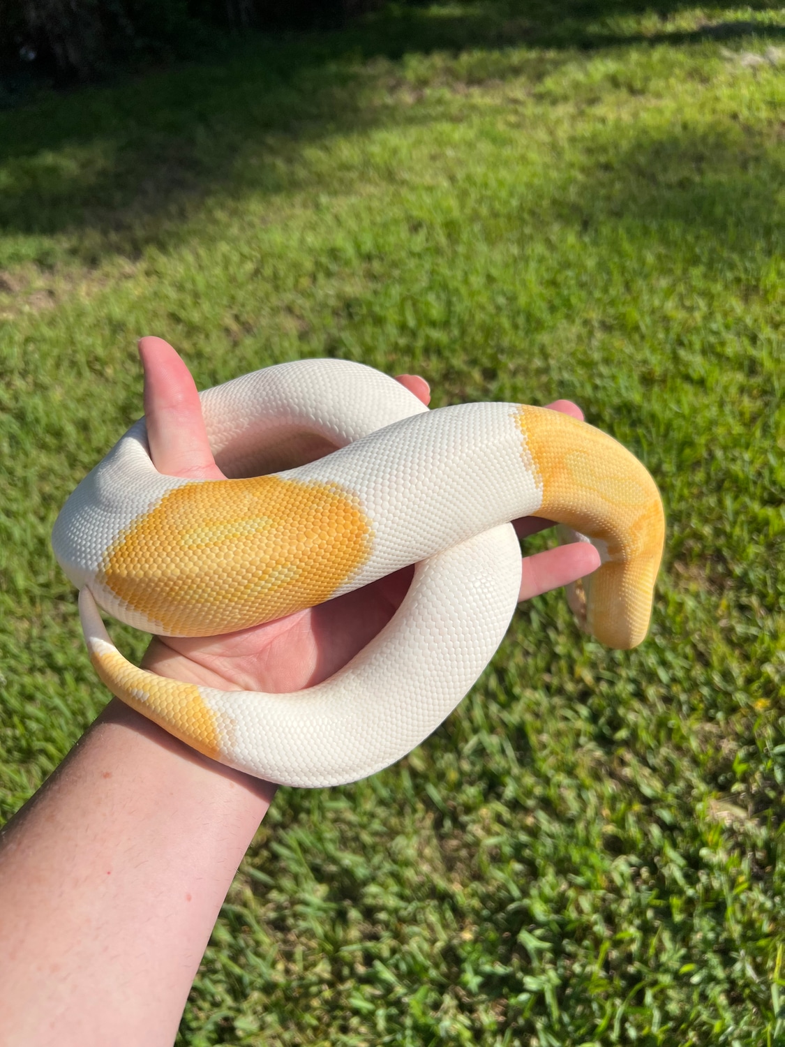 Dreamsicle Ball Python by Fireball Reptiles - MorphMarket