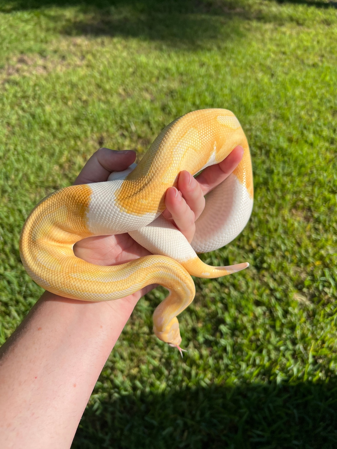 Dreamsicle Ball Python by Fireball Reptiles - MorphMarket