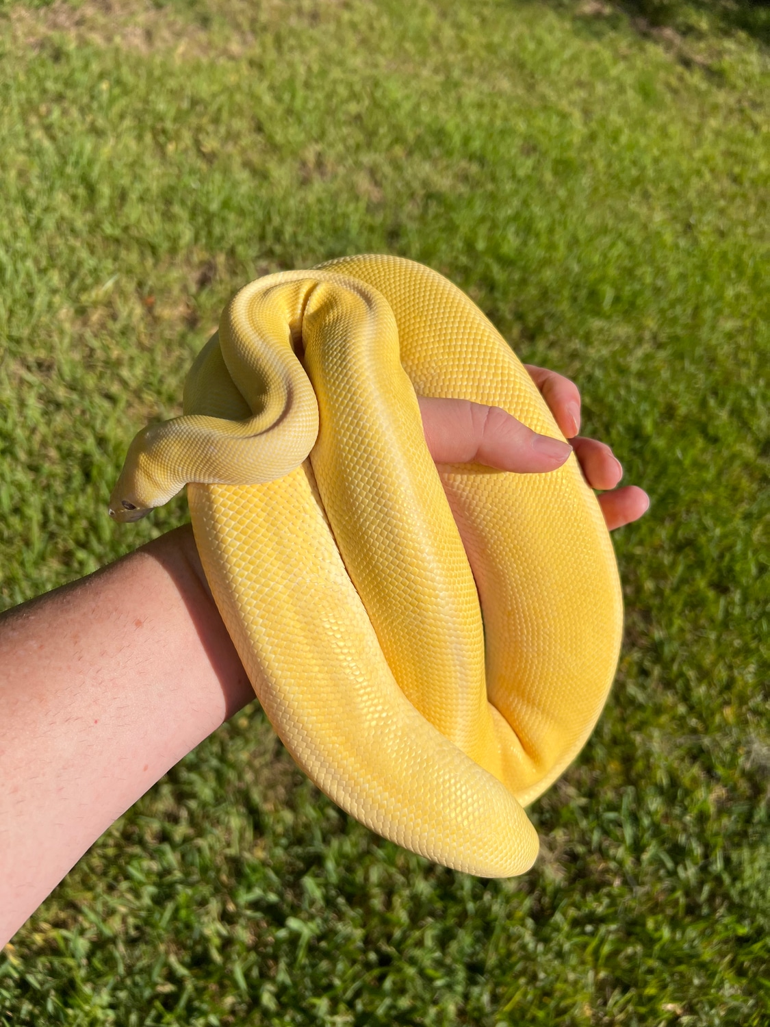 Lavender Genetic Stripe Ball Python by Fireball Reptiles - MorphMarket