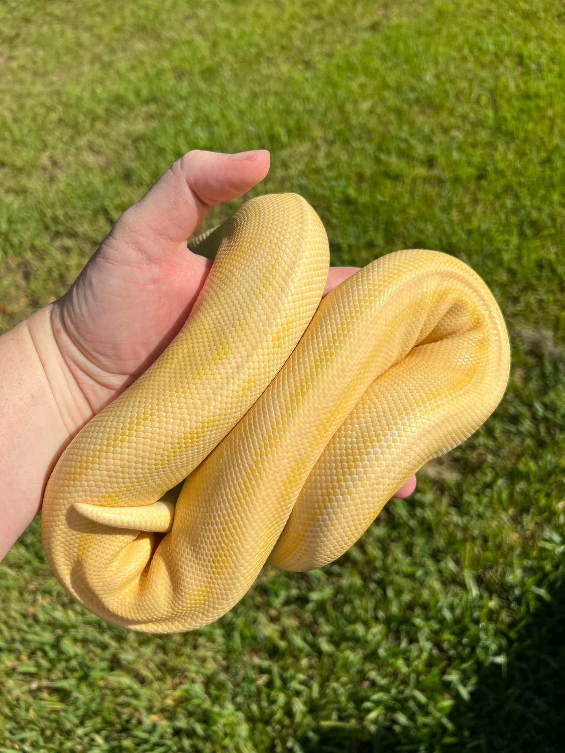 Lavender Genetic Stripe Ball Python by Fireball Reptiles - MorphMarket