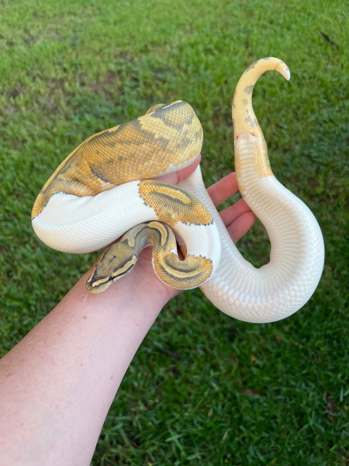Hypo Pied Ball Python by Fireball Reptiles - MorphMarket