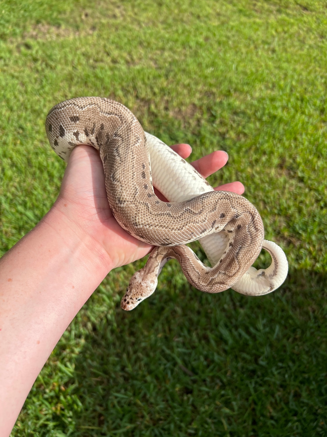 Pastel VPI Axanthic Clown Ball Python by Fireball Reptiles - MorphMarket