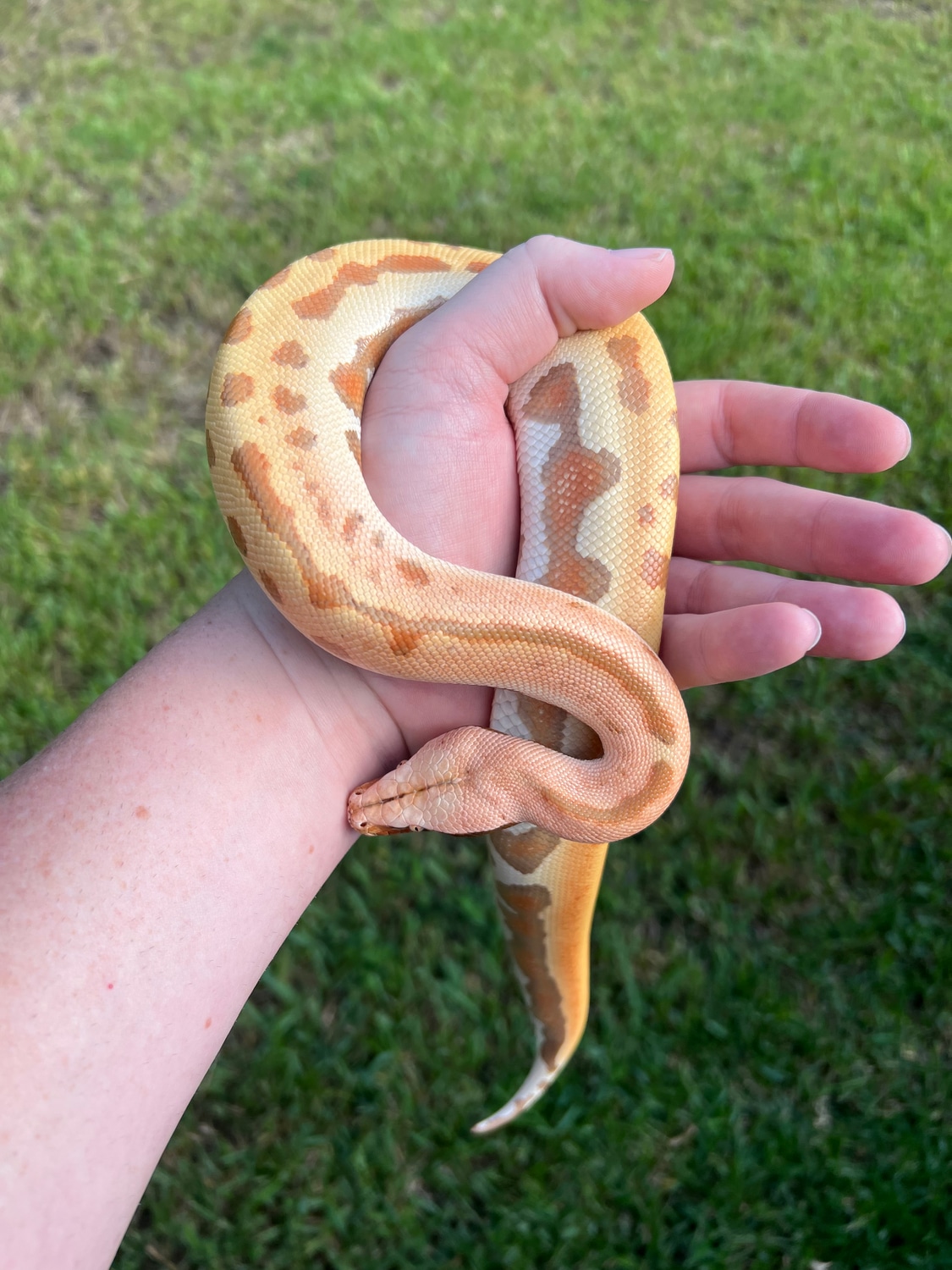 T+ Albino Goldeneye Blood Python by Fireball Reptiles - MorphMarket
